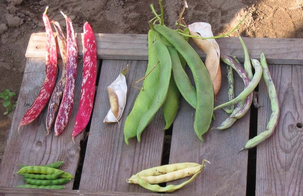 Vergeten groenten: geschiedenis op je bord - Geschiedenis Beleven